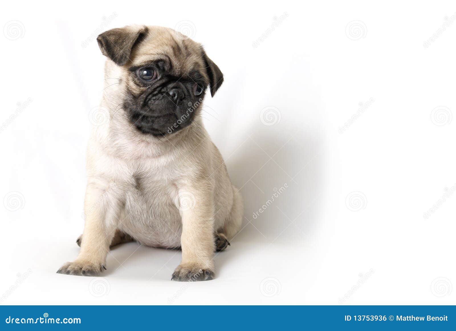 Adorable Pug Puppy stock photo. Image of obedient, beige - 13753936