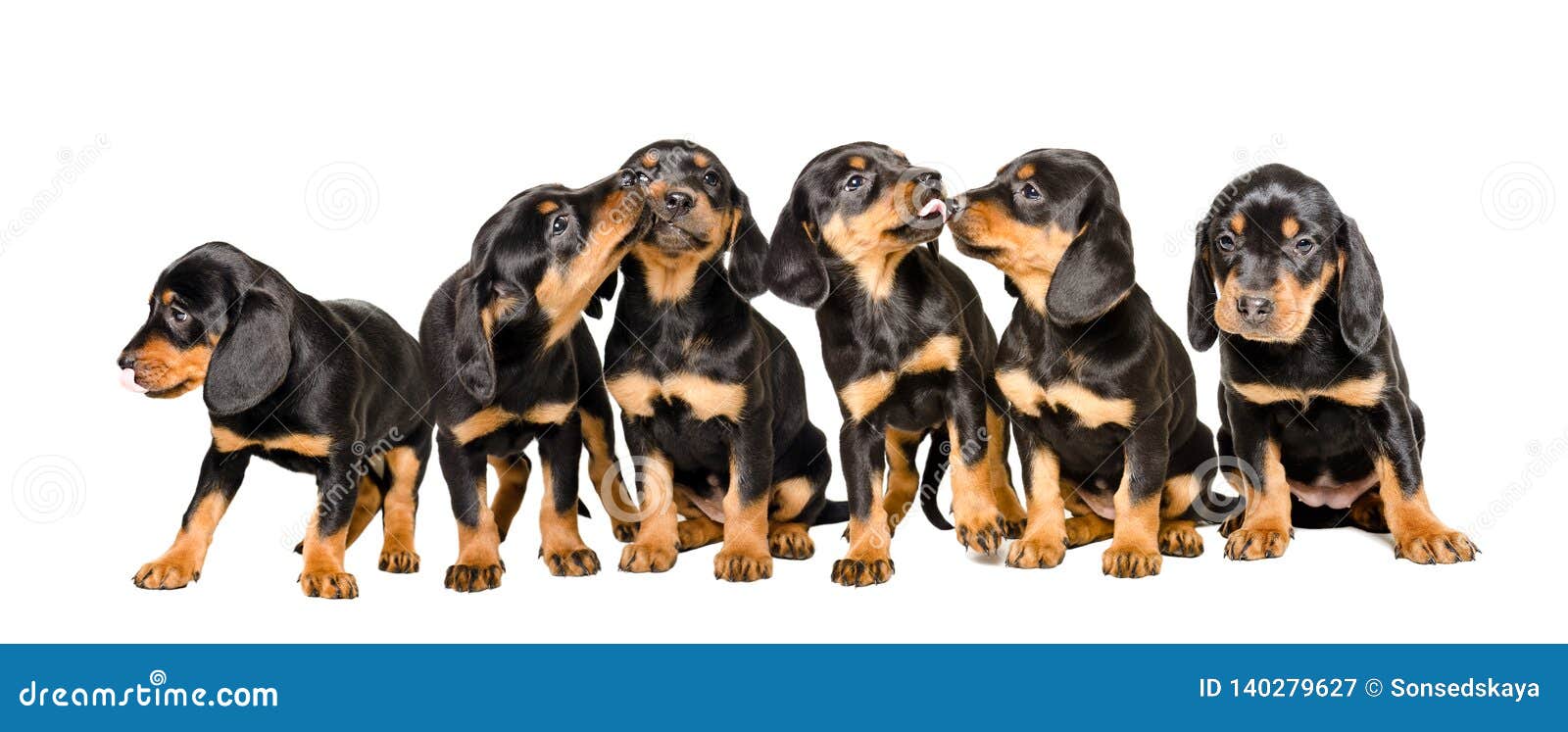 Two Adorable Puppies Sitting Royalty-Free Stock Photo | CartoonDealer ...