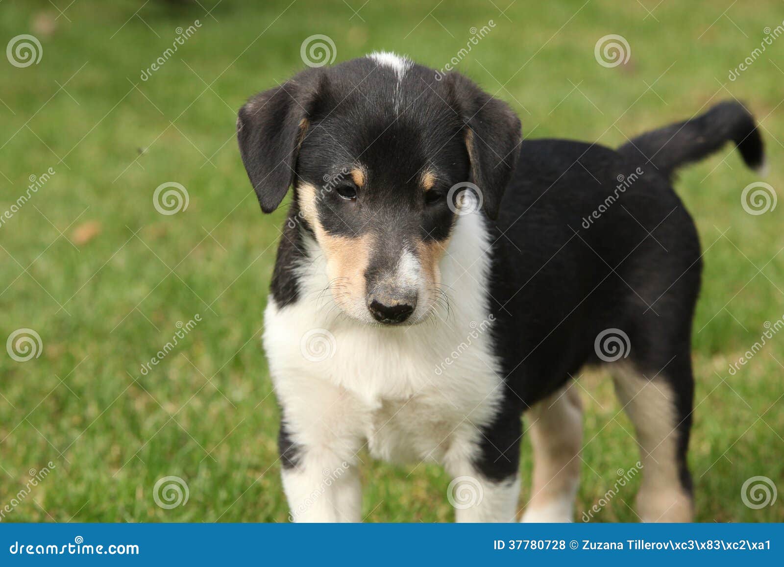 Adorable Puppy of Collie Smooth in the Garden Stock Photo - Image of ...