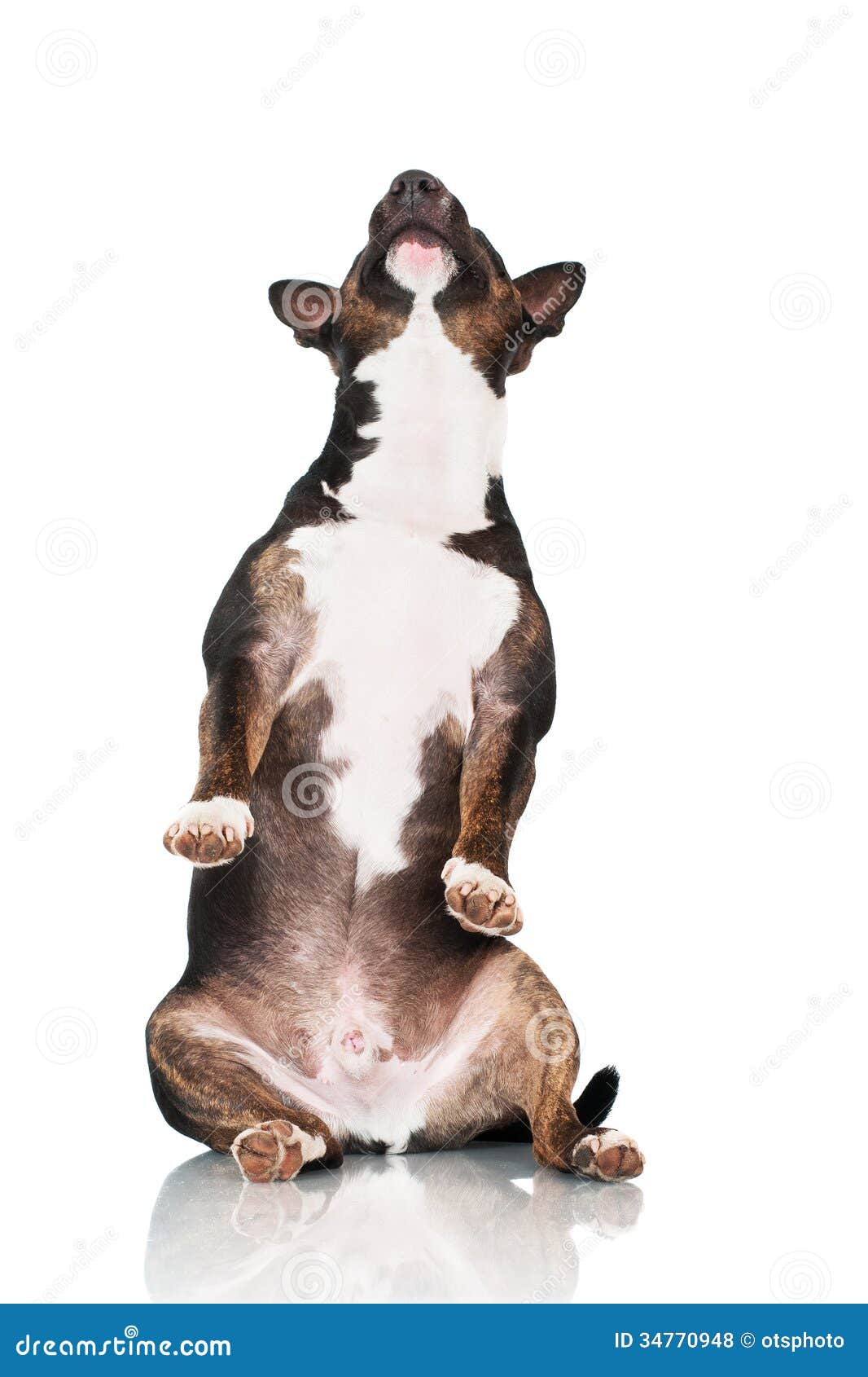 Adorable Puppy Doing Dog Tricks Stock Photo - Image of nose, playful ...
