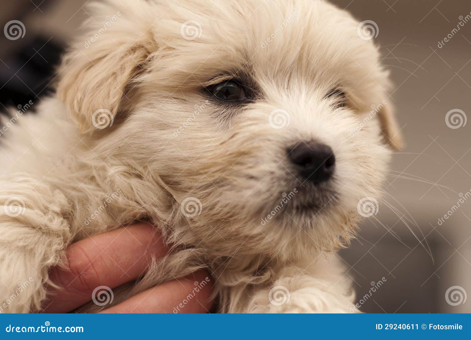 Adorable Puppy Held by a Man Stock Image - Image of hands, fluffy: 29240611