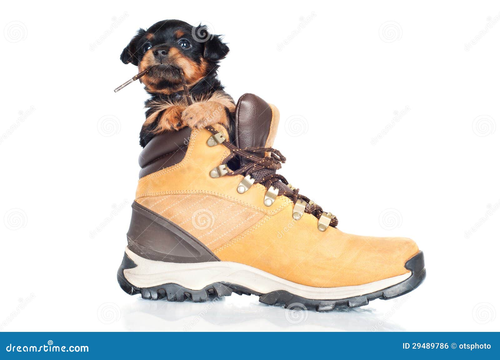 Adorable Puppy Inside a Boot Stock Photo - Image of lying, playful ...