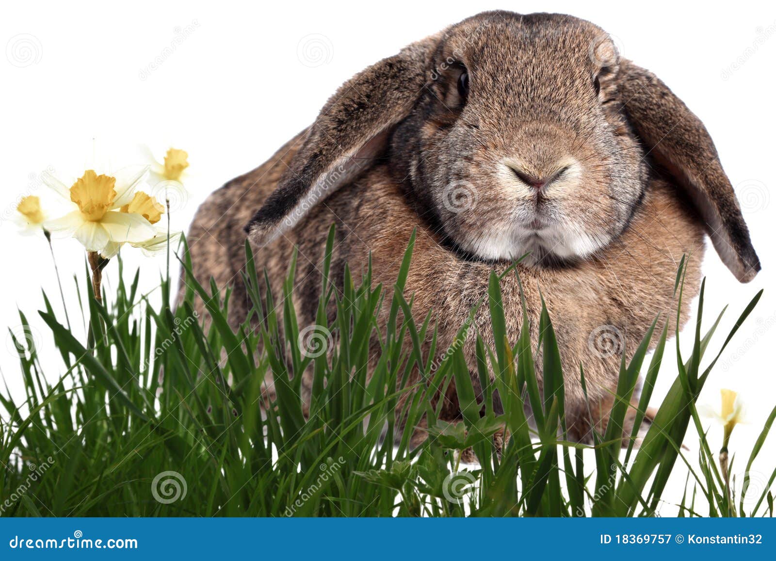 Adorable Rabbit in Green Grass Stock Image - Image of adorable ...