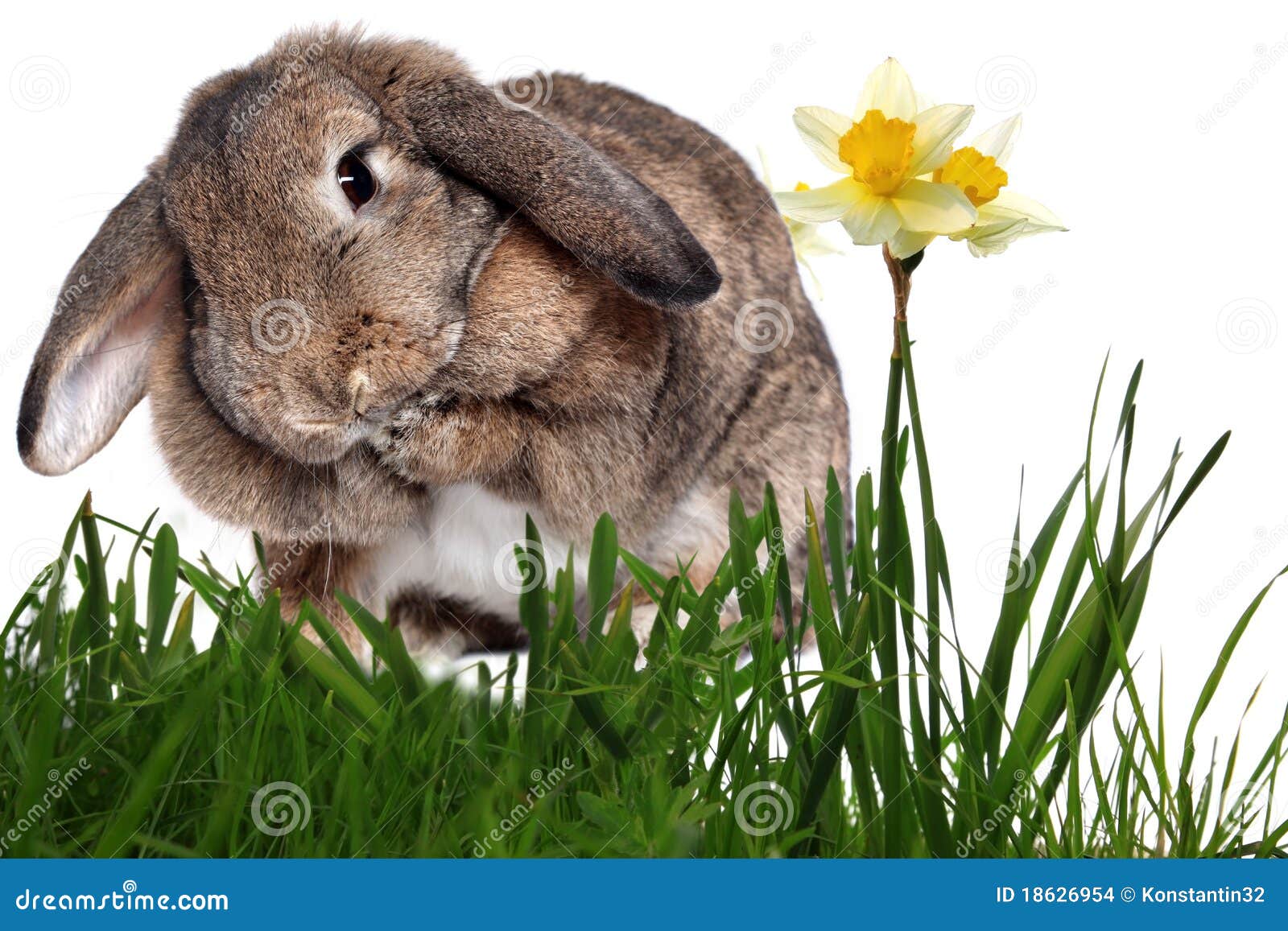 Adorable Rabbit in Green Grass Stock Photo - Image of lazy, green: 18626954