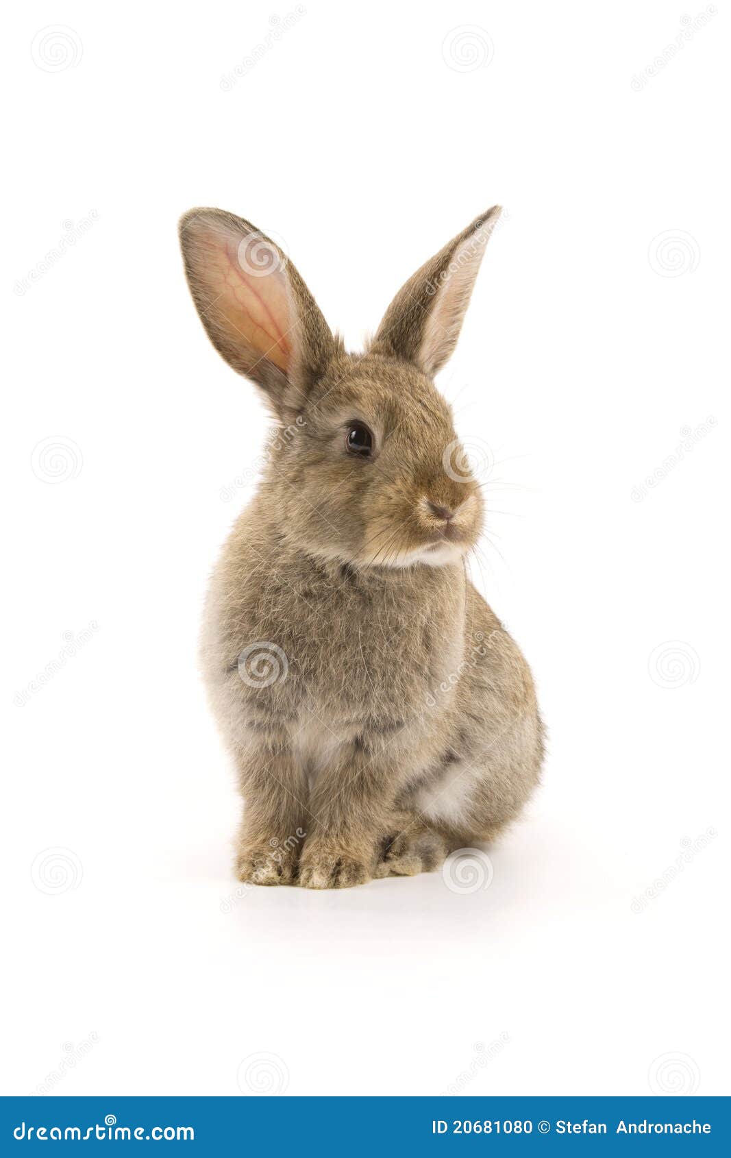 Adorable Rabbit Isolated on White Stock Photo - Image of ears, cute ...