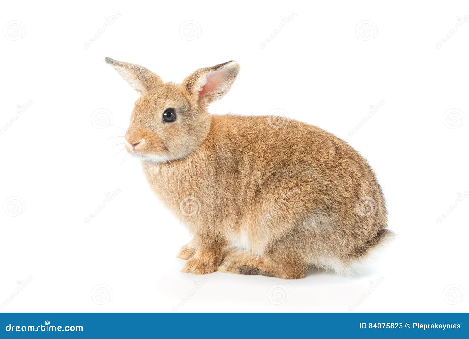 Adorable rabbit isolated stock image. Image of background - 84075823