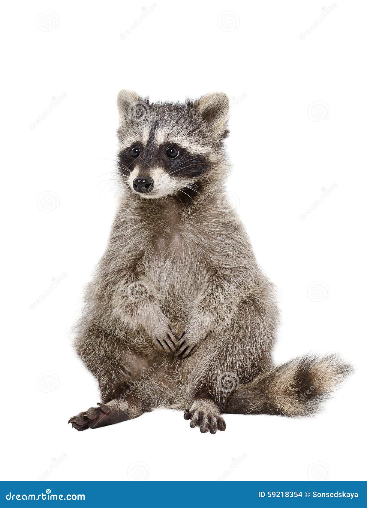 Adorable raccoon stock photo. Image of beautiful, baby - 59218354