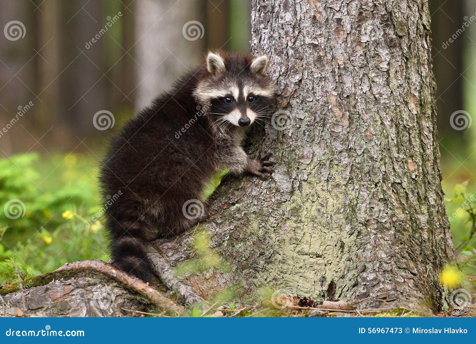 Adorable raccoon stock image. Image of nice, stem, young - 56967473