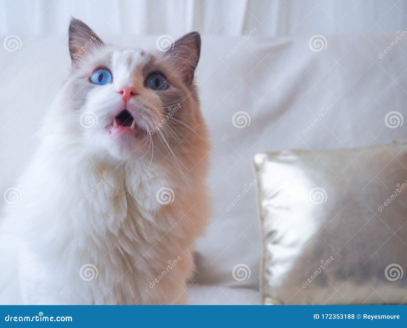 Adorable Ragdoll cat. stock photo. Image of bicolor - 172353188