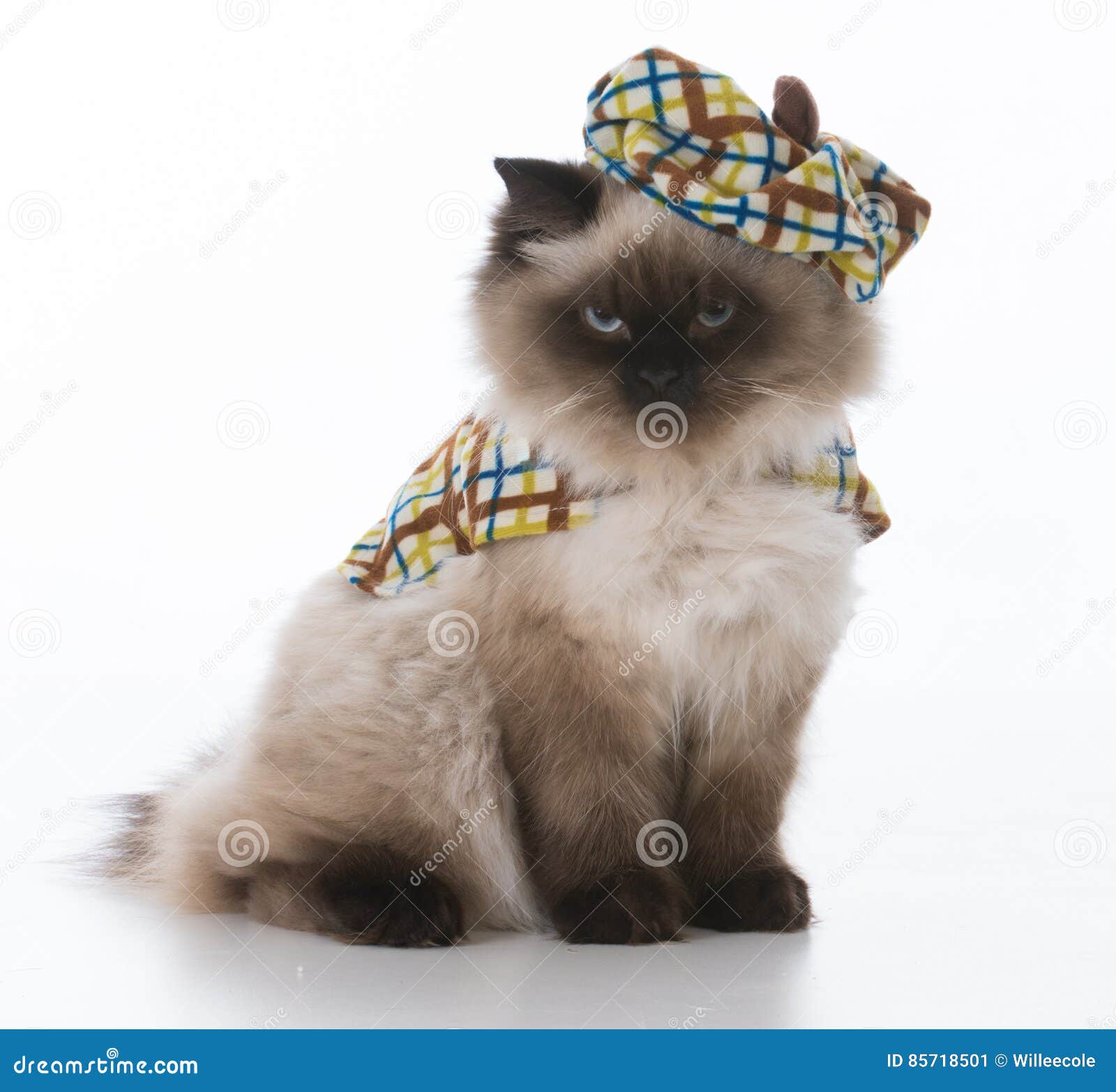 Adorable ragdoll cat stock image. Image of animal, kitten - 85718501