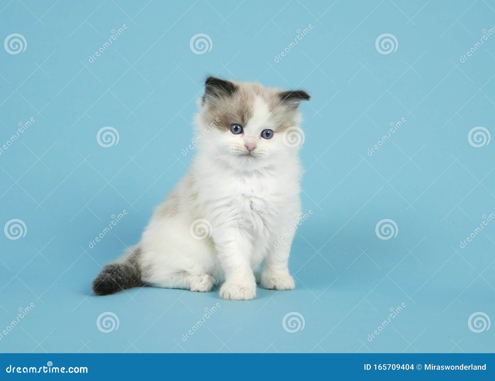 Adorable Ragdoll Kitten with Blue Eyes Sitting on a Blue Background ...
