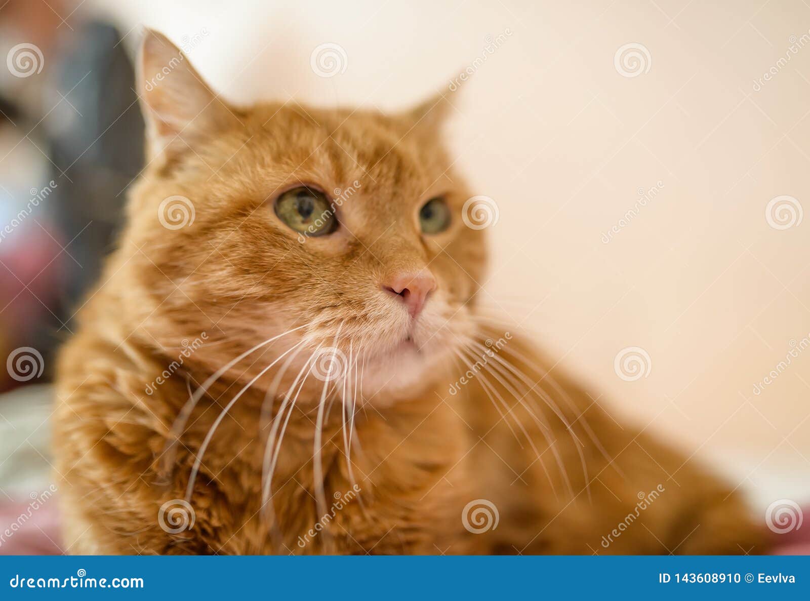 Adorable red cat. stock photo. Image of light, fluffy - 143608910