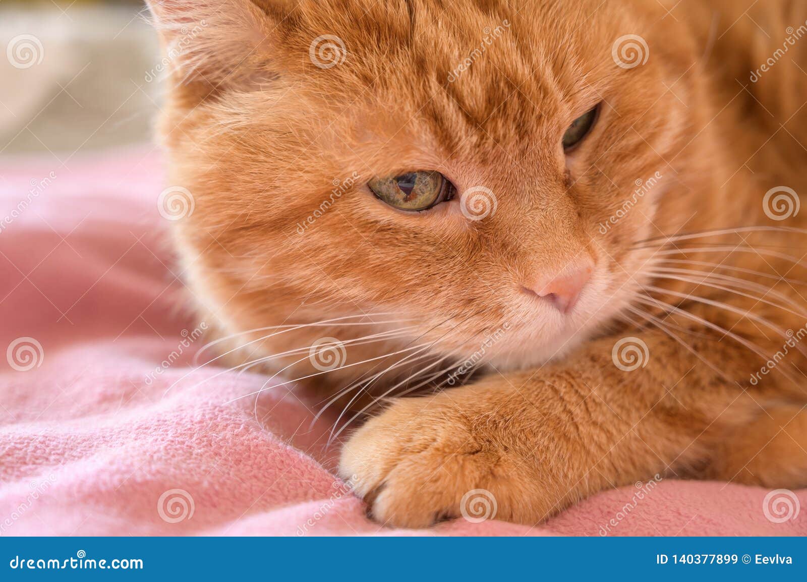 Adorable red cat. stock image. Image of fluffy, puss - 140377899