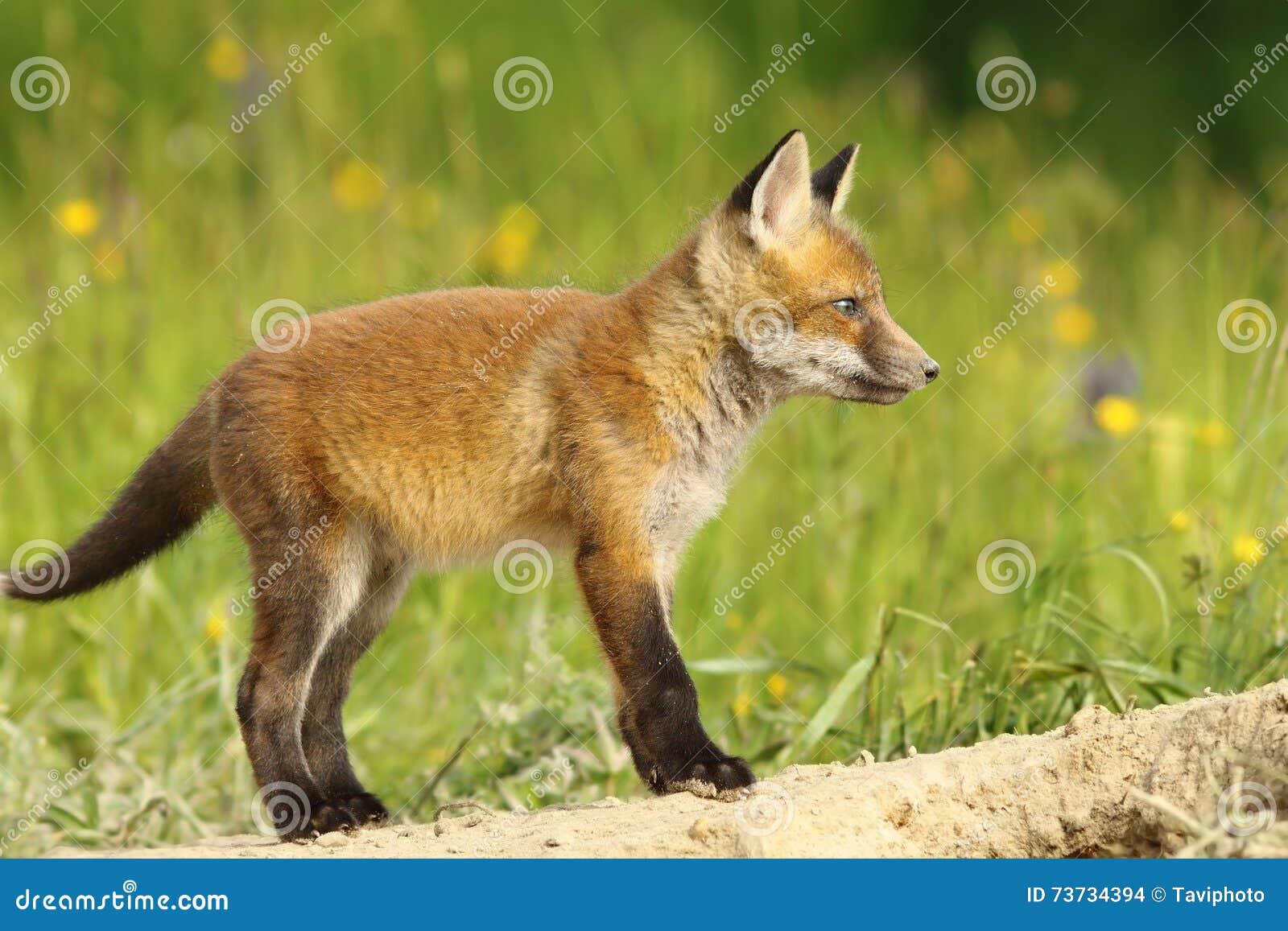 Adorable red fox cub stock photo. Image of hunting, foxes - 73734394