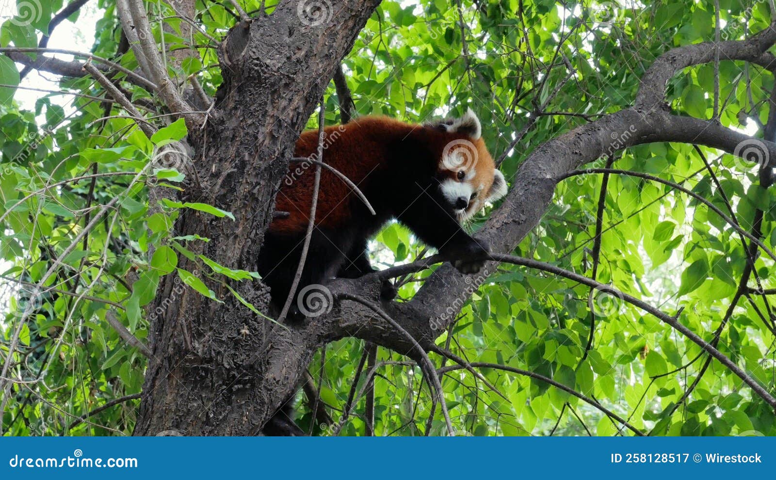 Adorable Red Panda on Green Tree in the Zoo Stock Image - Image of ...