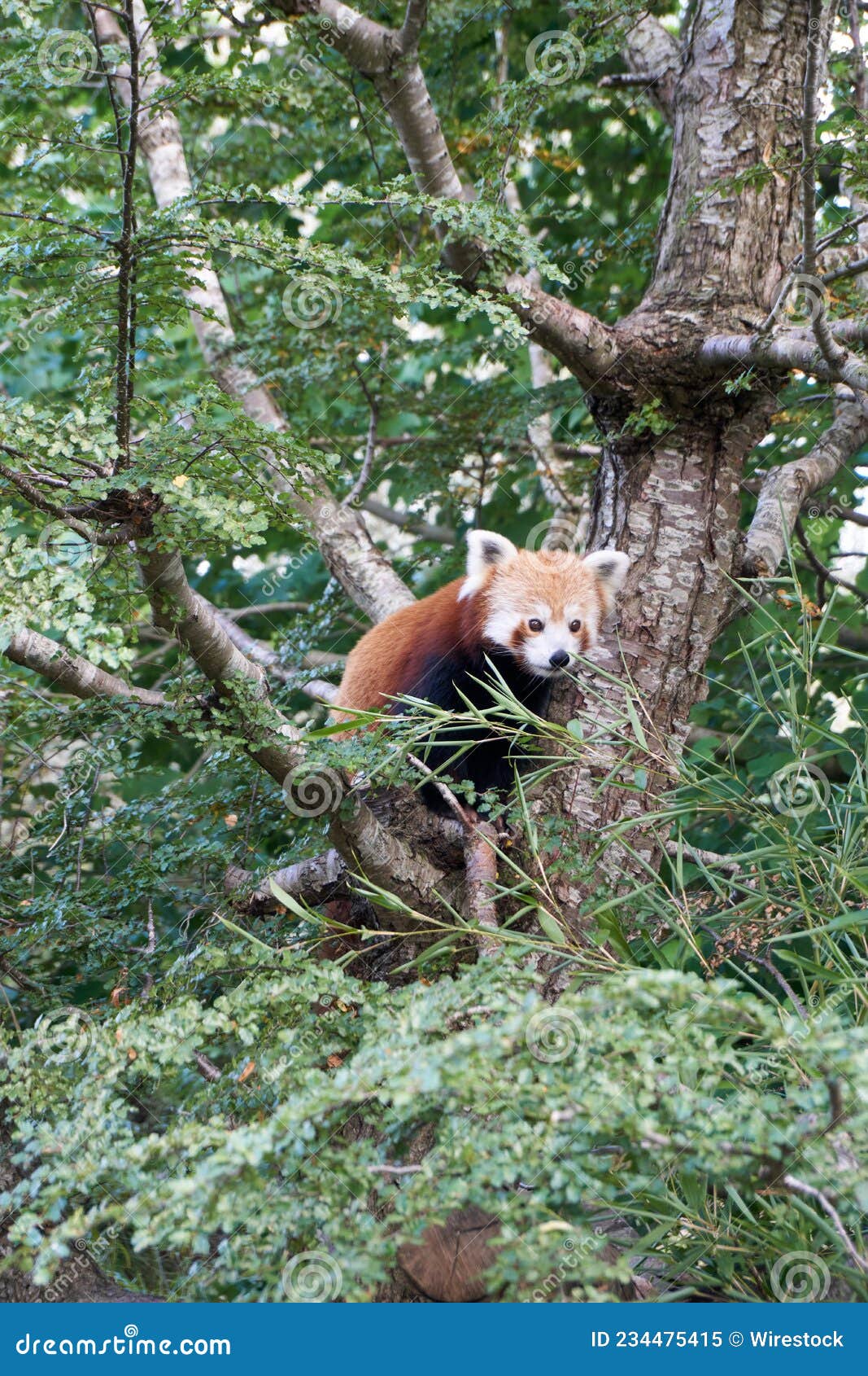 Adorable Red Panda on a Tree Stock Image - Image of furry, woods: 234475415