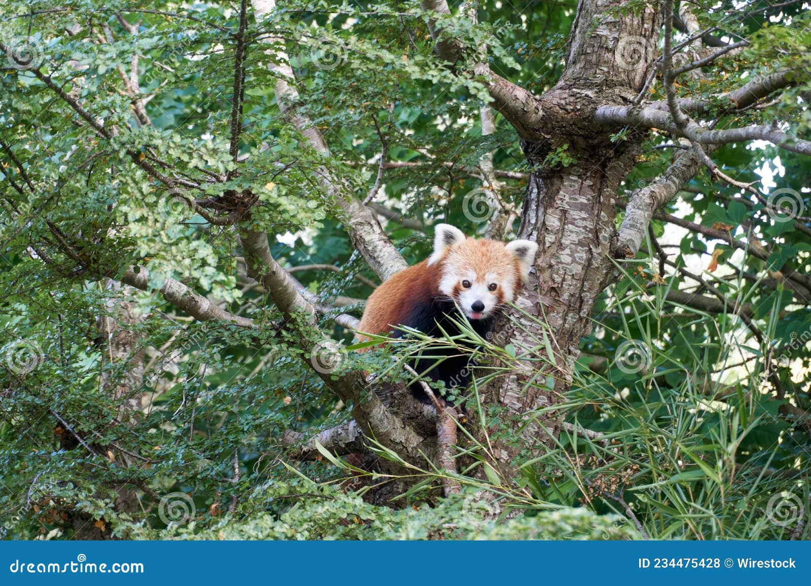 Adorable Red Panda on a Tree Stock Photo - Image of reddish, brown ...
