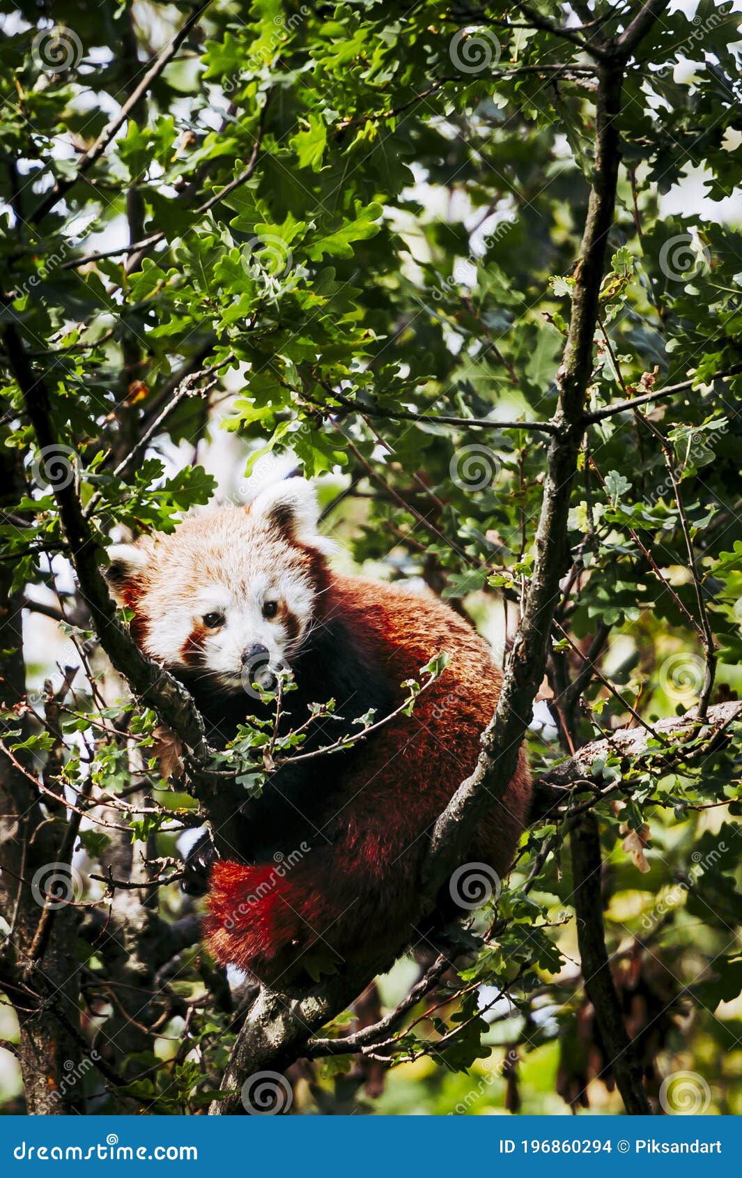 Red panda in a tree stock photo. Image of cute, branches - 196860294