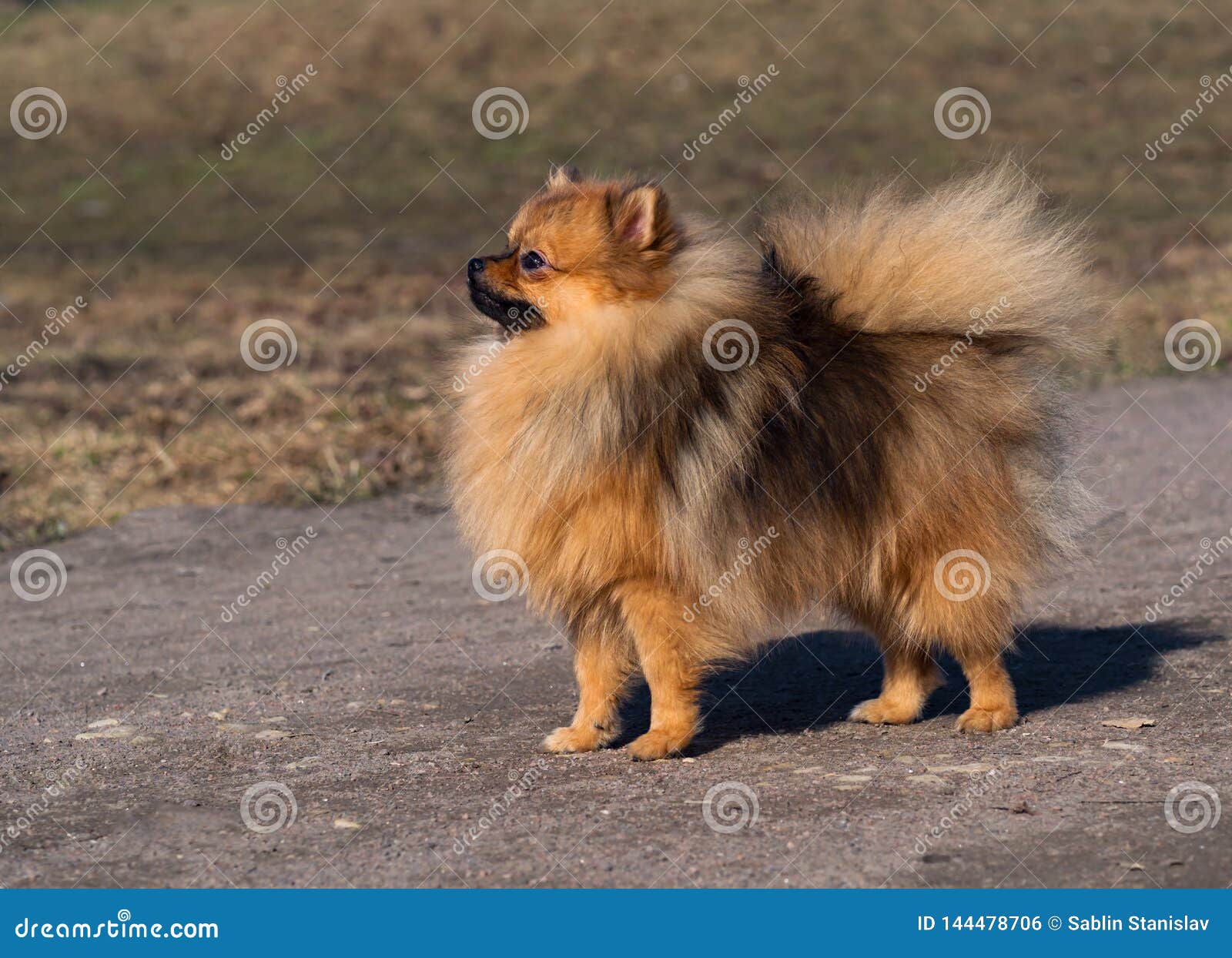 Adorable Red Spitz Puppy Posing Outdoors. Stock Photo - Image of canine ...