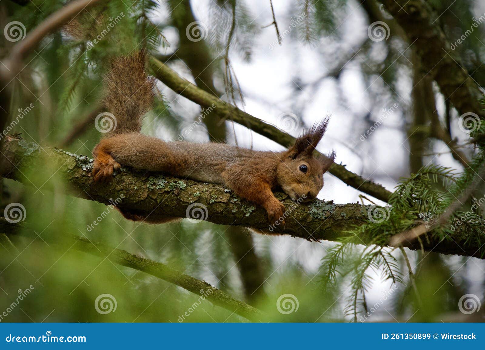 Adorable Red Squirrel Laying on the Tree Branch Stock Image - Image of ...