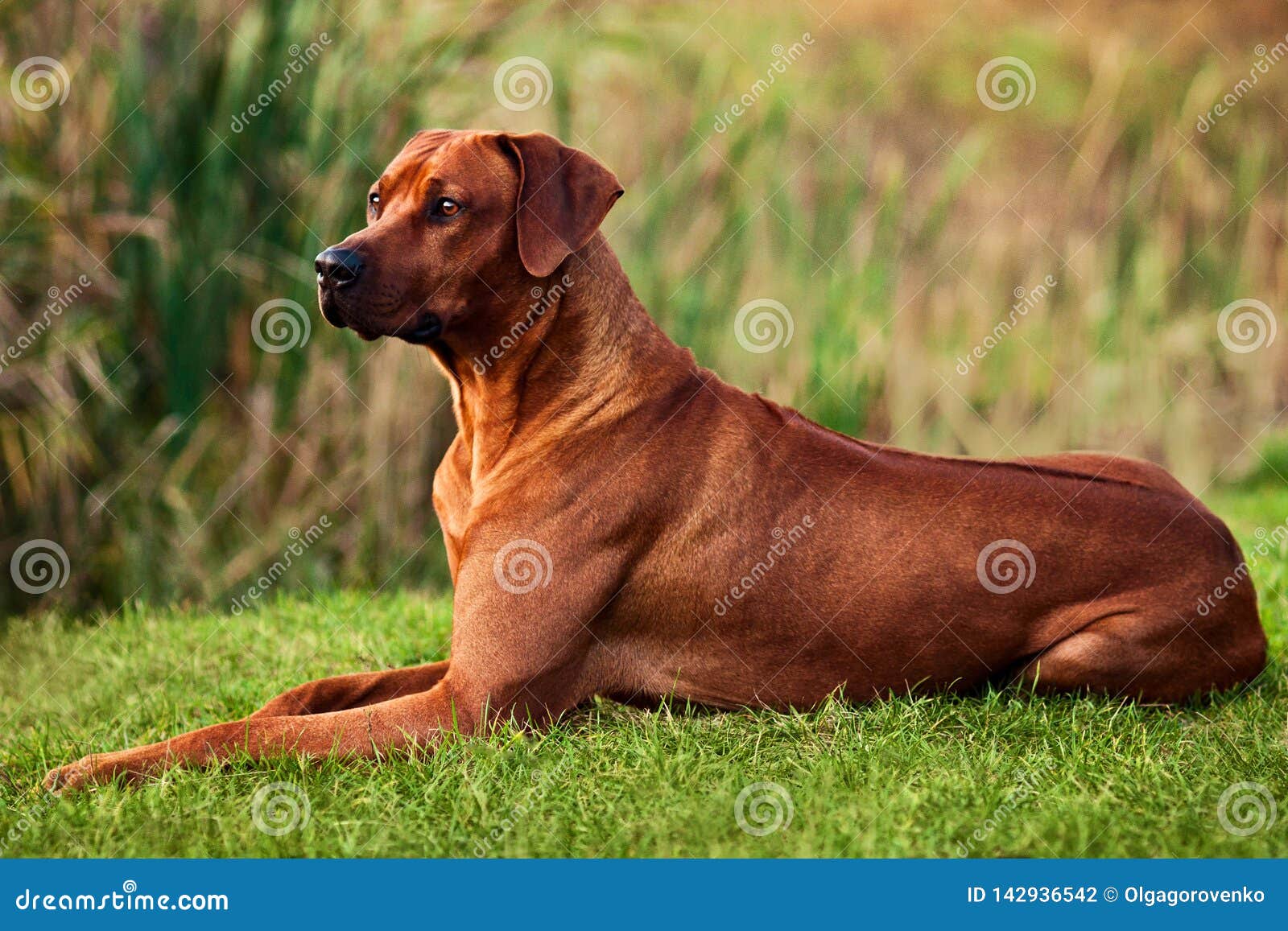 Adorable Rhodesian Ridgeback Lying in Nature Scene Stock Photo - Image ...