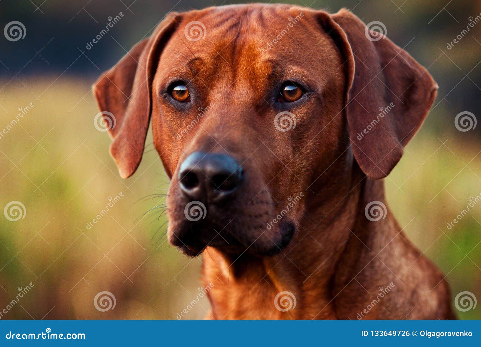 Adorable Rhodesian Ridgeback Stock Photo - Image of grass, golden ...