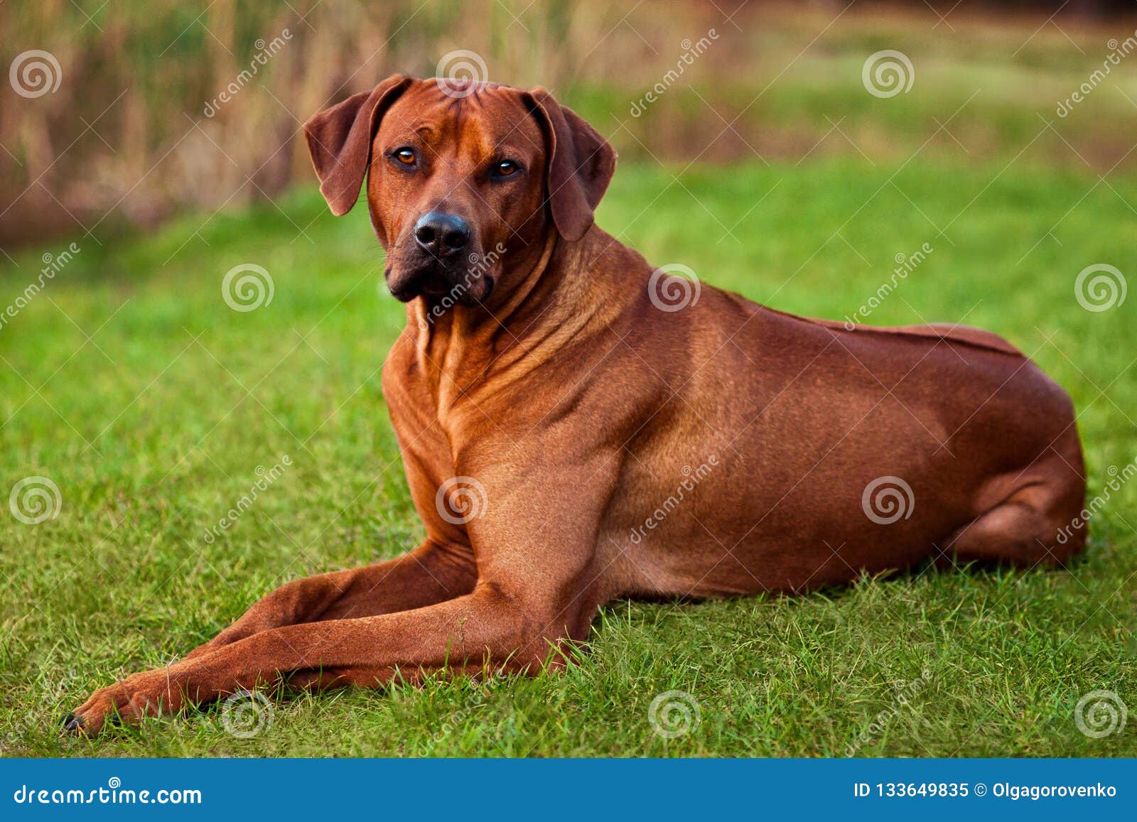 Adorable Rhodesian Ridgeback Portrait Stock Image - Image of healthy ...