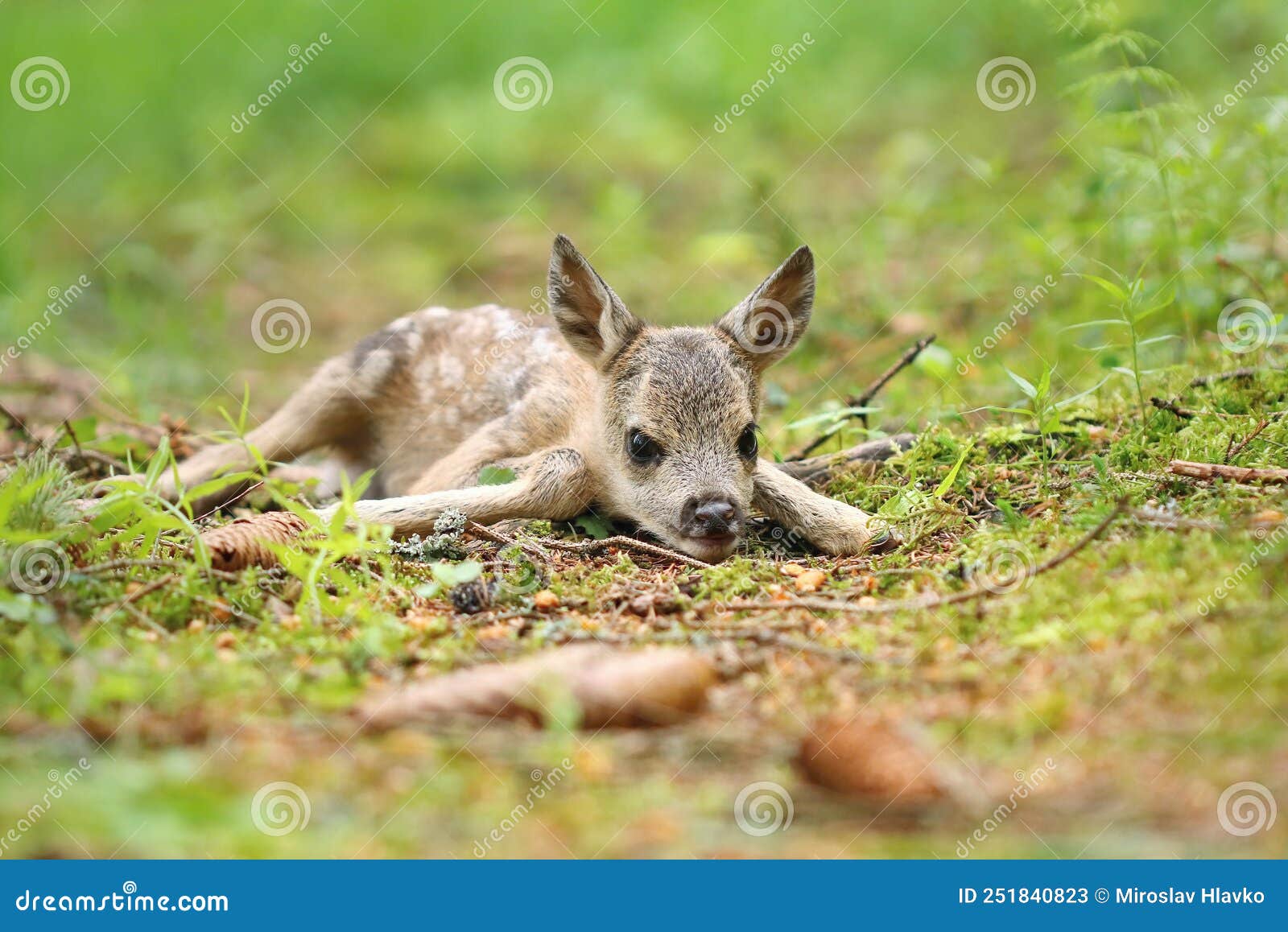 Adorable Roe Deer Fawn in Forest Stock Image - Image of fawn, little ...