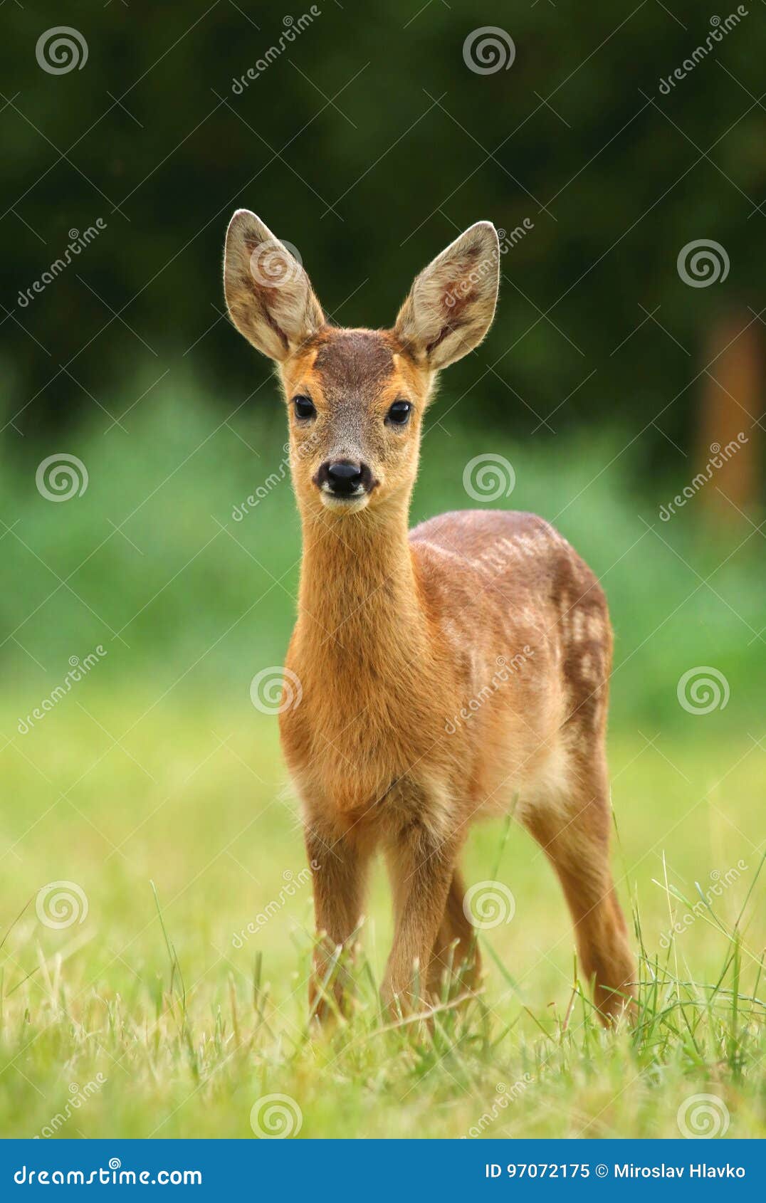 Adorable roe deer fawn stock image. Image of hairy, wildlife - 97072175