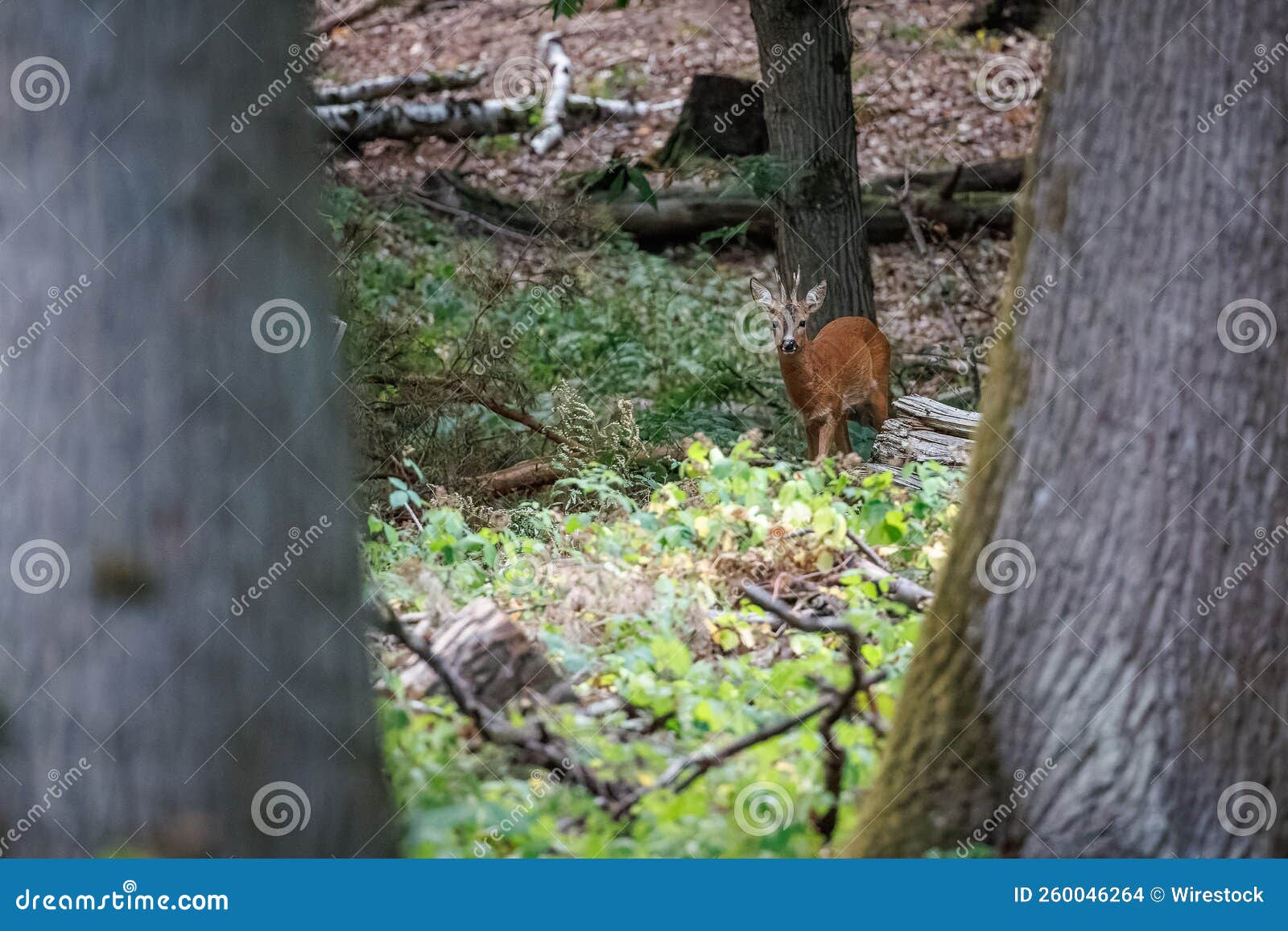 Adorable Roe Deer Looking at the Camera between Tree Trunks in the ...