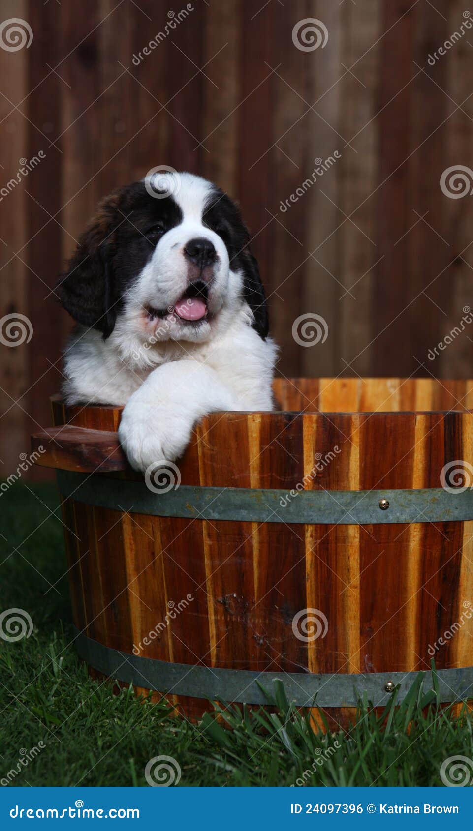 Adorable Saint Bernard Pups Stock Photo - Image of domestic, obedient ...