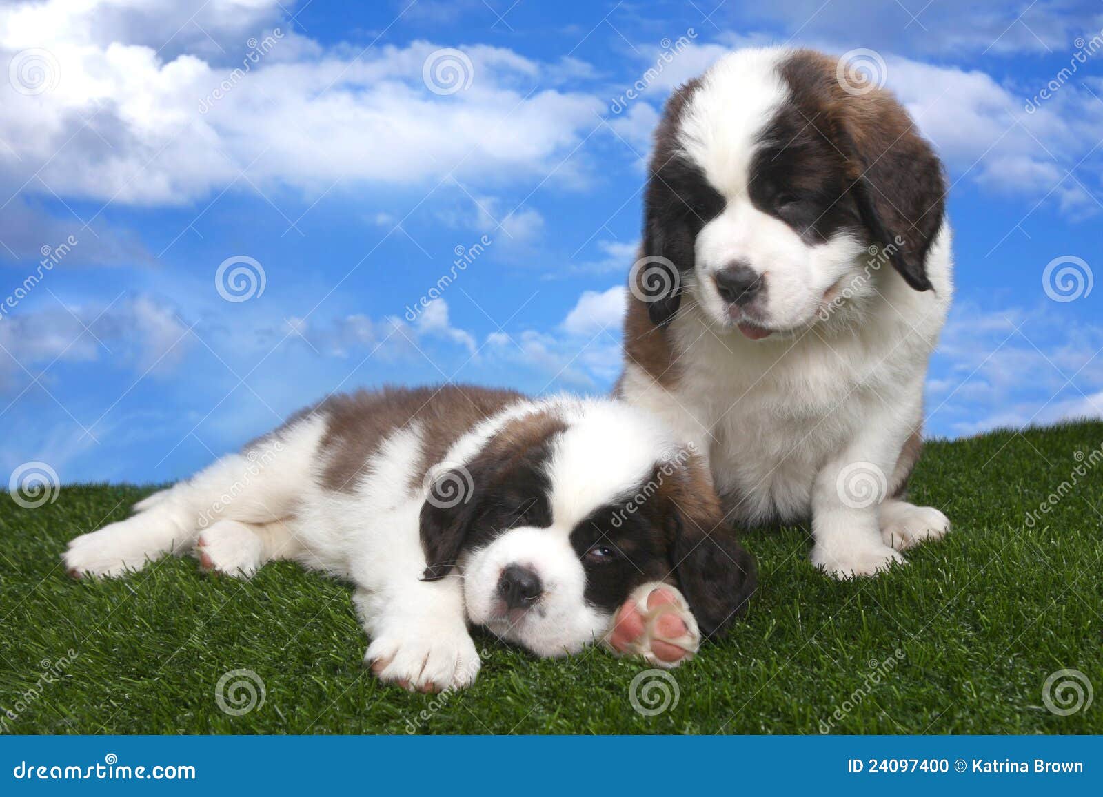 Adorable Saint Bernard Pups Stock Photo - Image of friend, purebred ...