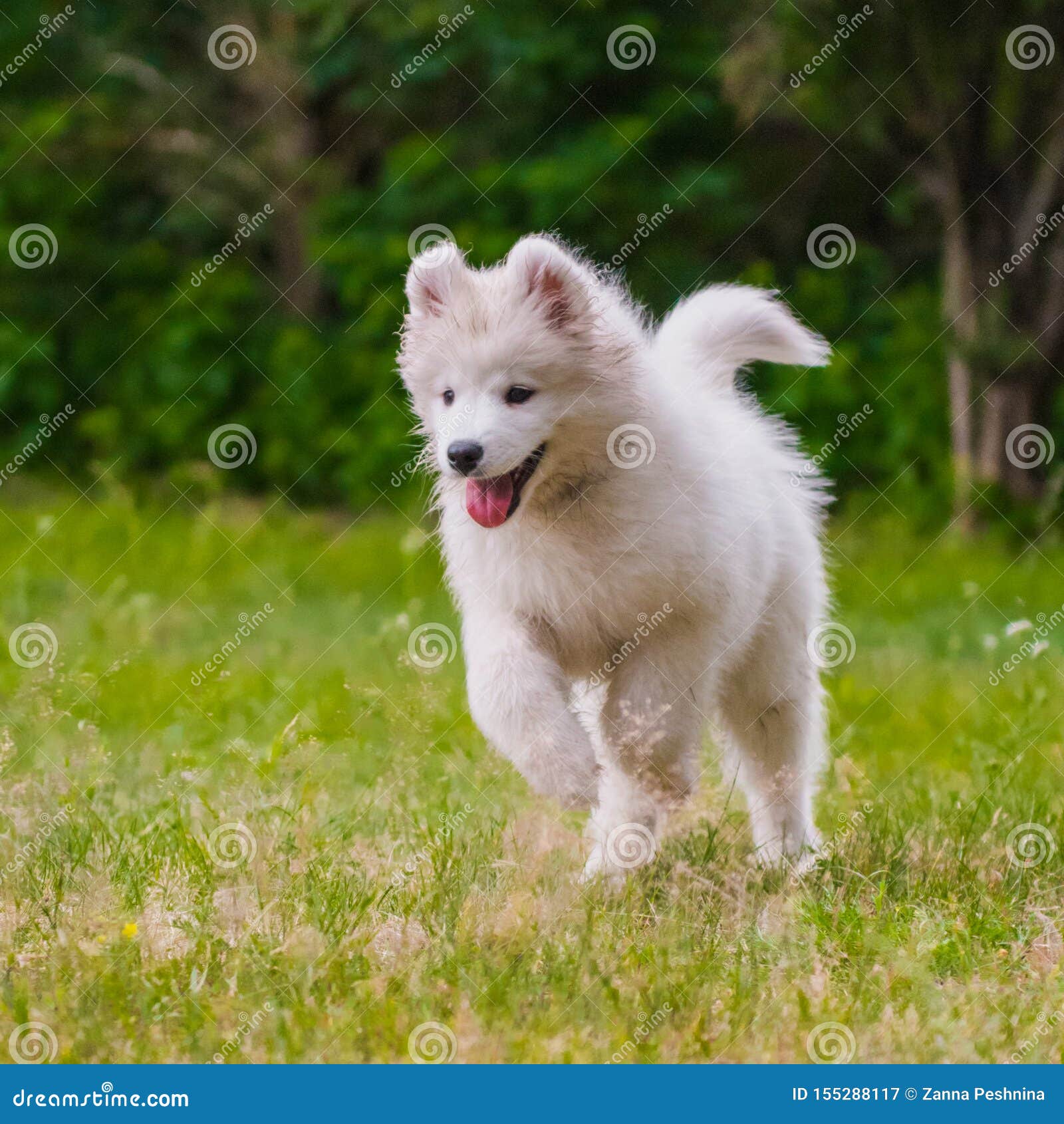 Adorable Samoyed Puppy is Running and Jumping Stock Image - Image of ...