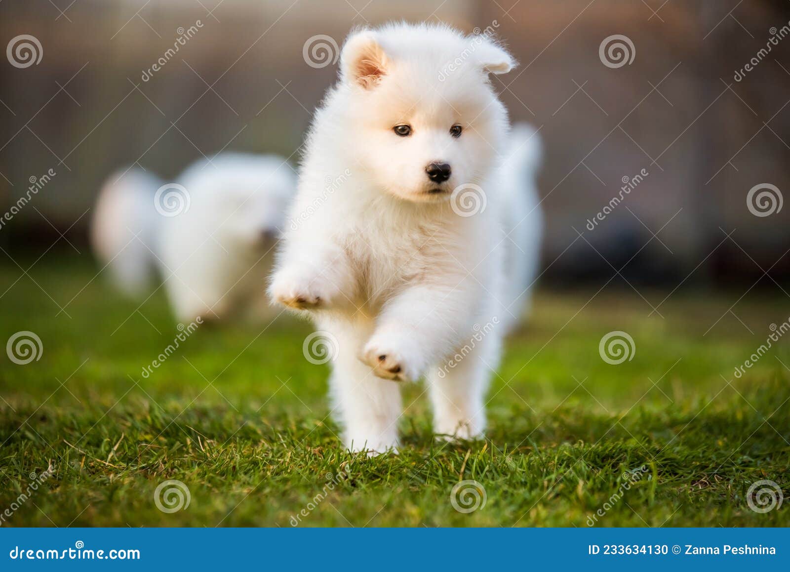 Adorable Samoyed Puppy Running on the Lawn Stock Photo - Image of ...
