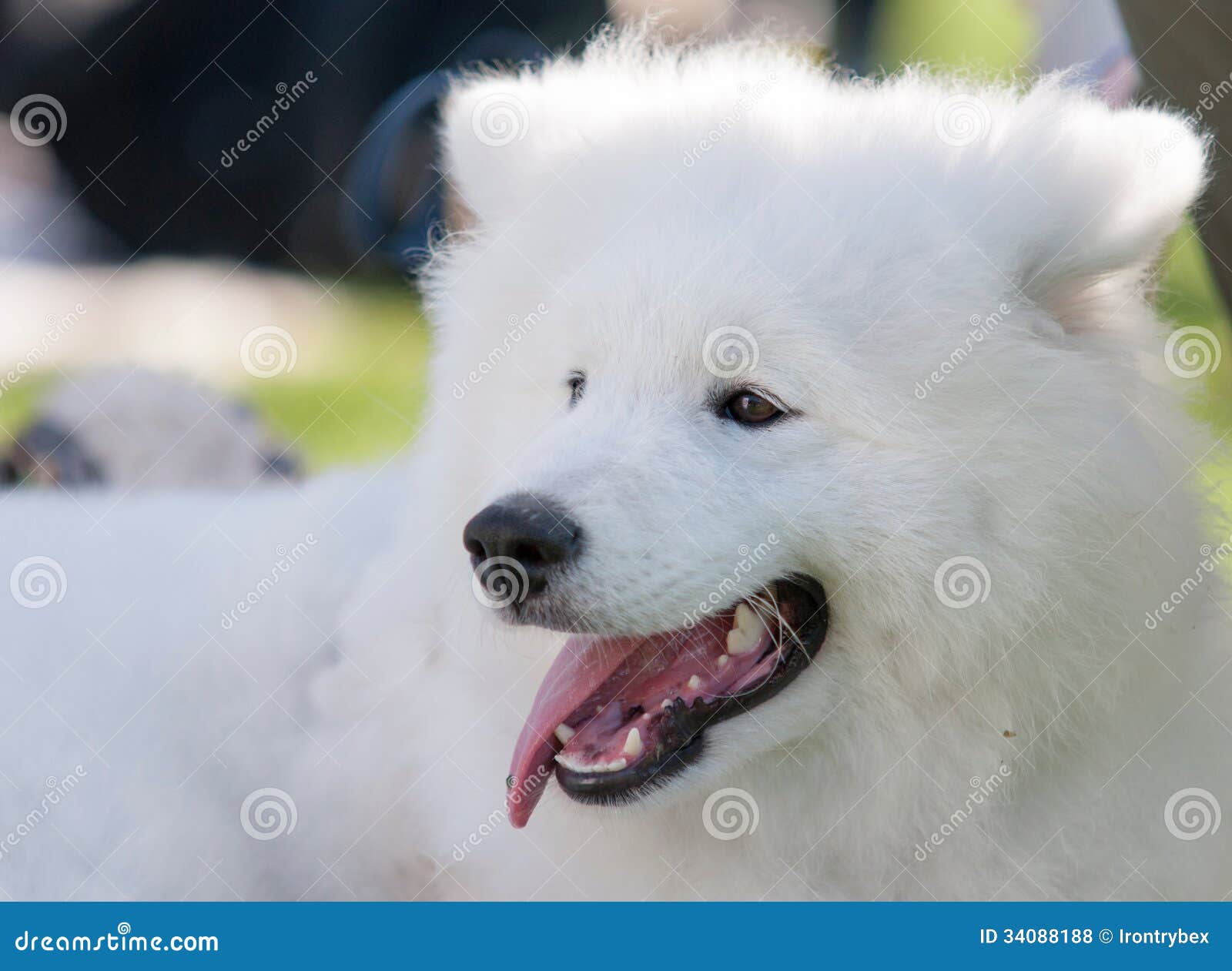 Adorable samoyed puppy stock photo. Image of moving, hair - 34088188