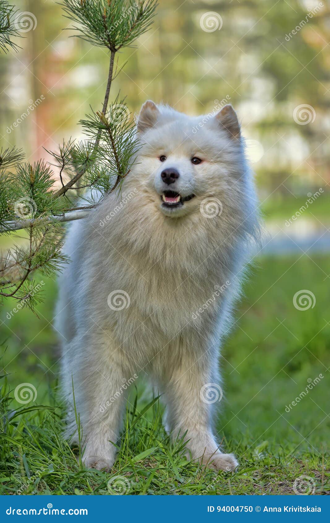 Adorable samoyed stock photo. Image of beauty, nature - 94004750