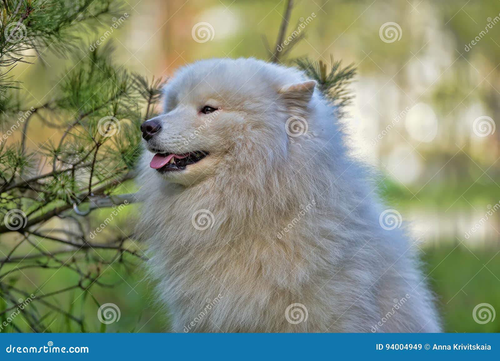 Adorable samoyed stock image. Image of closeup, nature - 94004949
