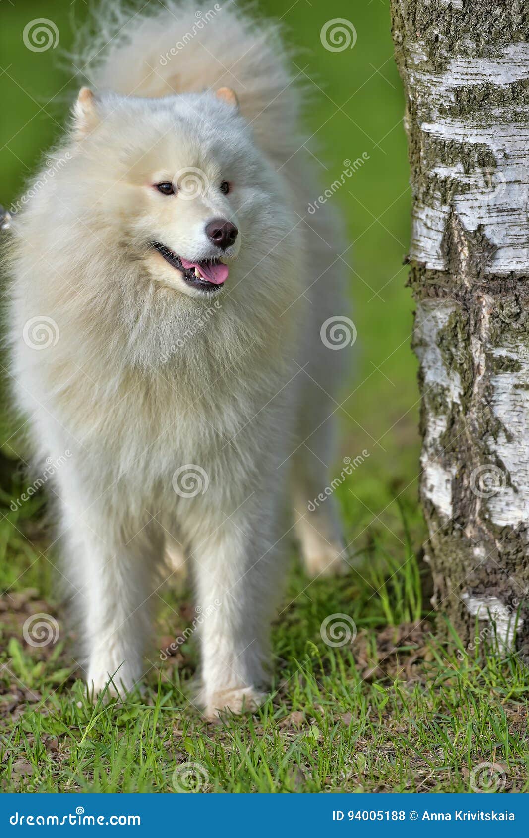 Adorable samoyed stock photo. Image of meadow, happy - 94005188