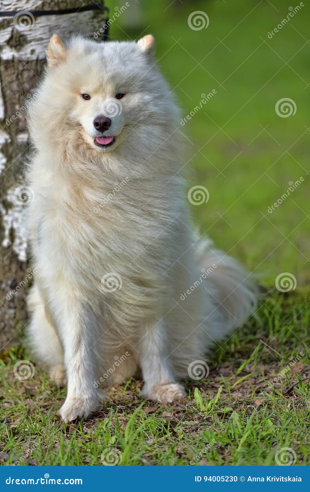 Adorable samoyed stock photo. Image of background, breed - 94005230