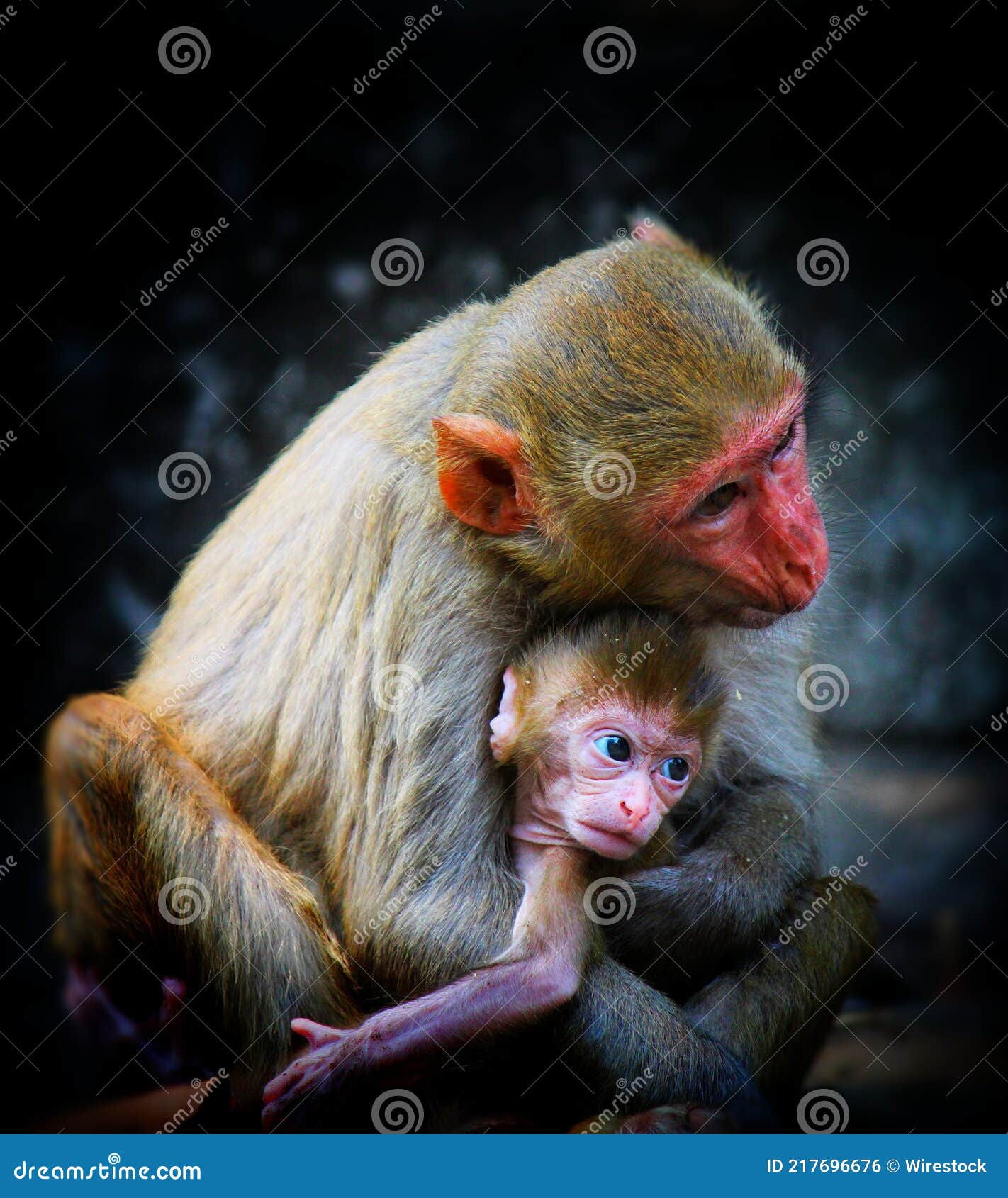 Adorable Scene of a Mother Monkey Hugging Her Baby Stock Photo - Image ...