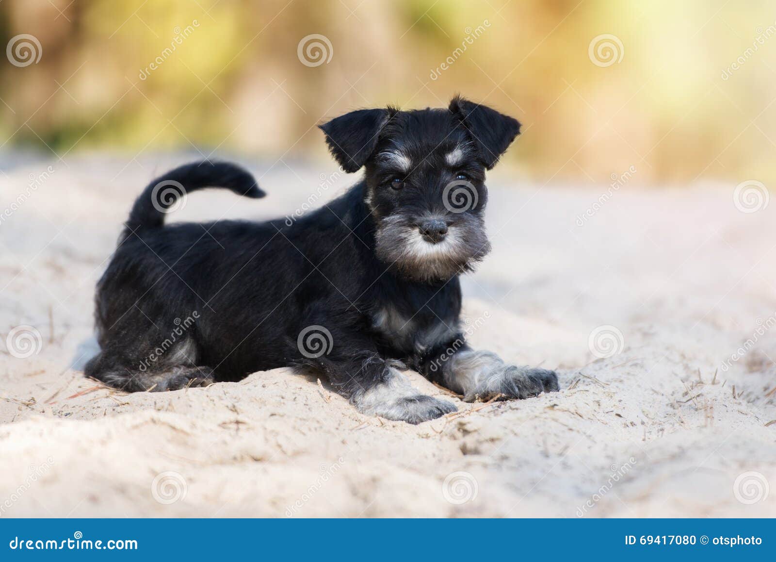 Adorable Schnauzer Puppy Outdoors Stock Photo - Image of green ...