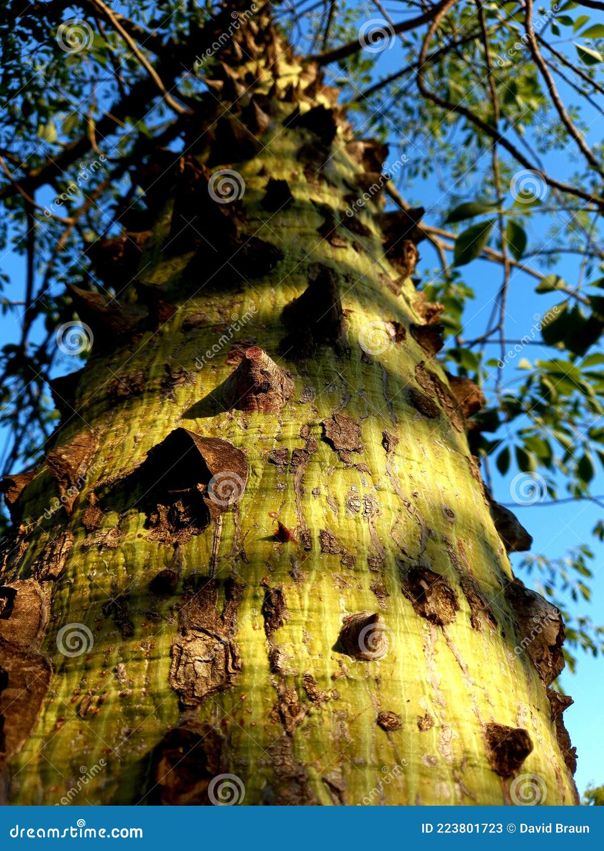 Adorable sharp trunk stock image. Image of trunk, nature - 223801723