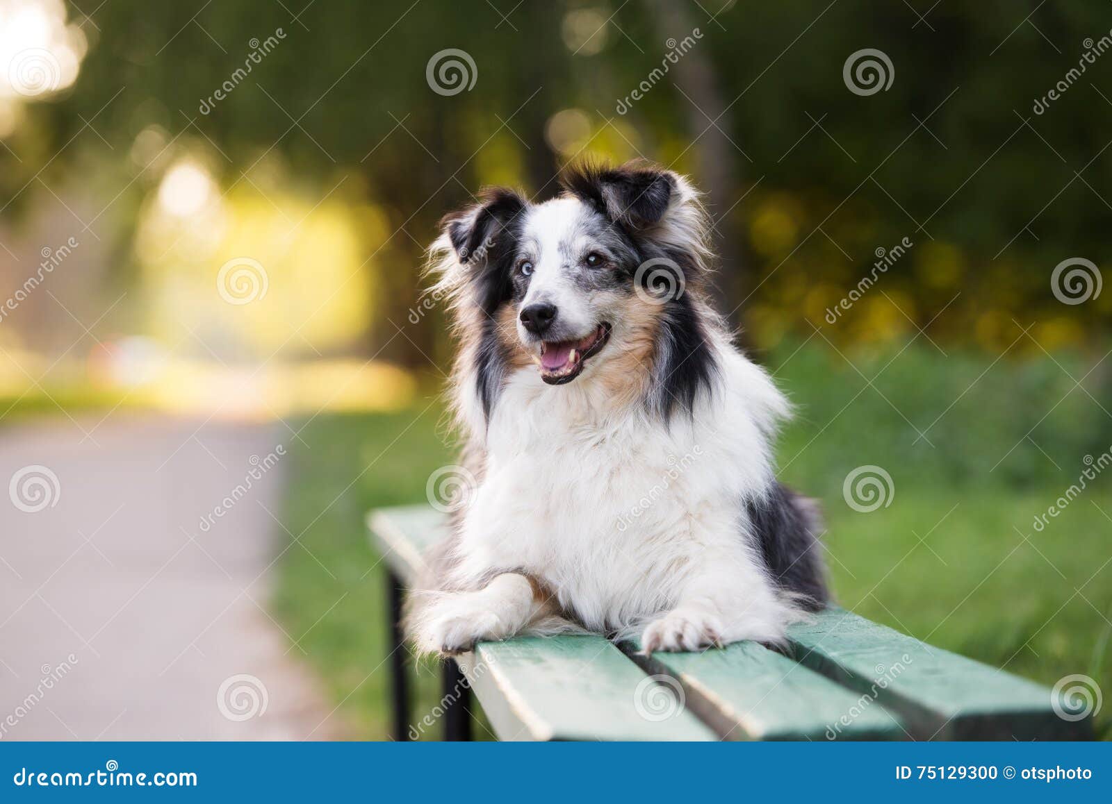 Adorable Sheltie Dog Outdoors in Summer Stock Photo - Image of cute ...