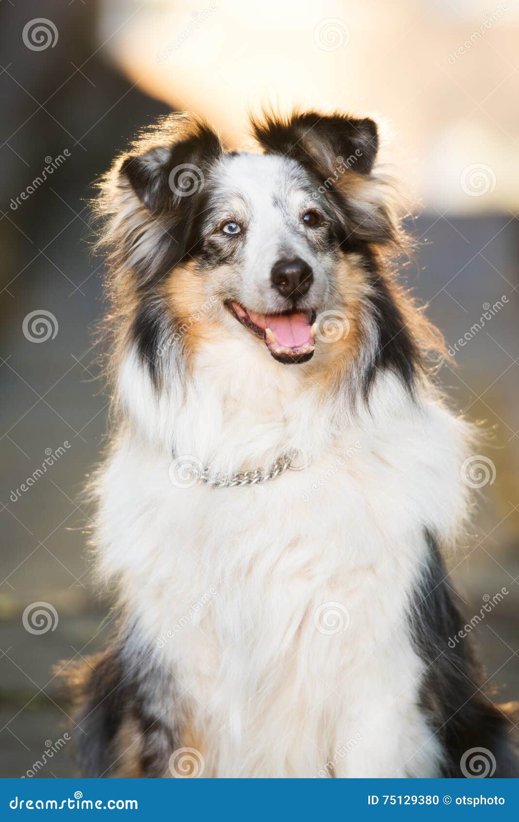 Adorable Sheltie Dog Outdoors in Summer Stock Photo - Image of sheltie ...