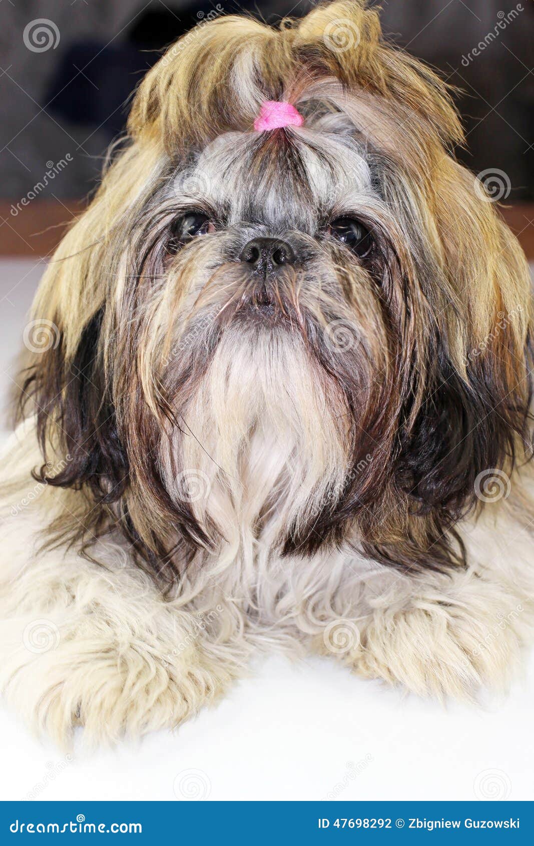 Adorable shitzu stock photo. Image of hairy, sitting - 47698292