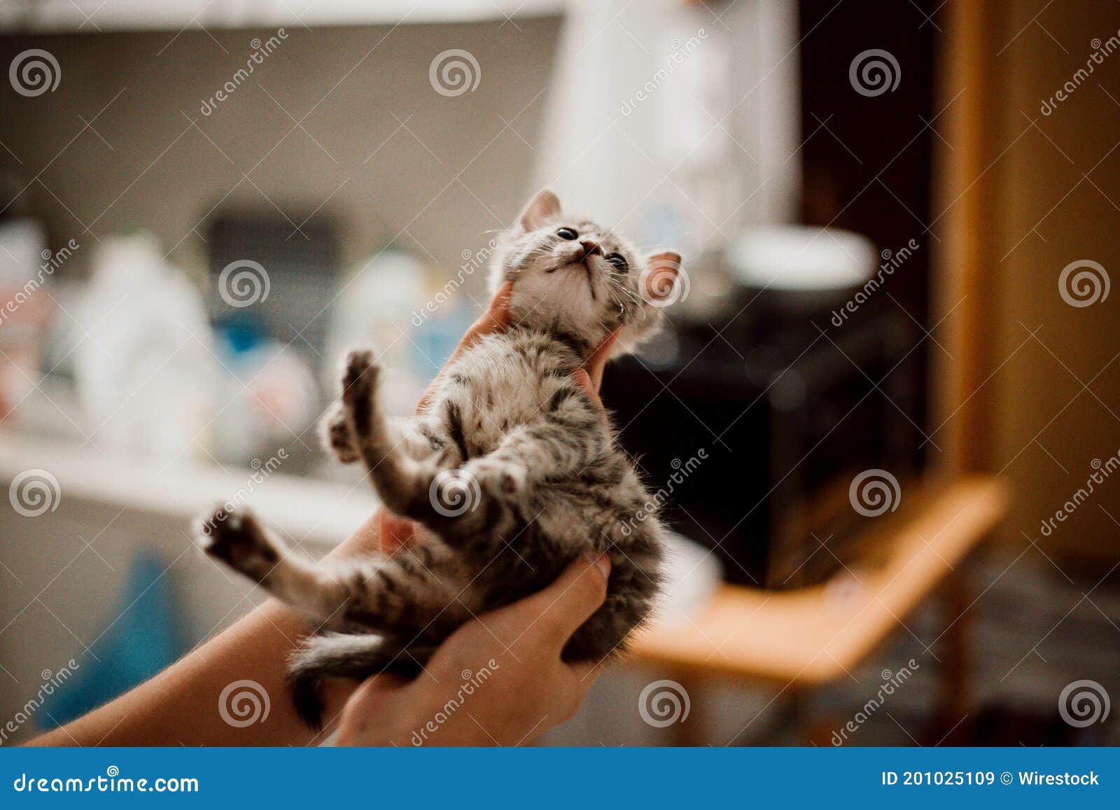 Adorable Shot of a Person Holding a Kitten Stock Image - Image of cute ...