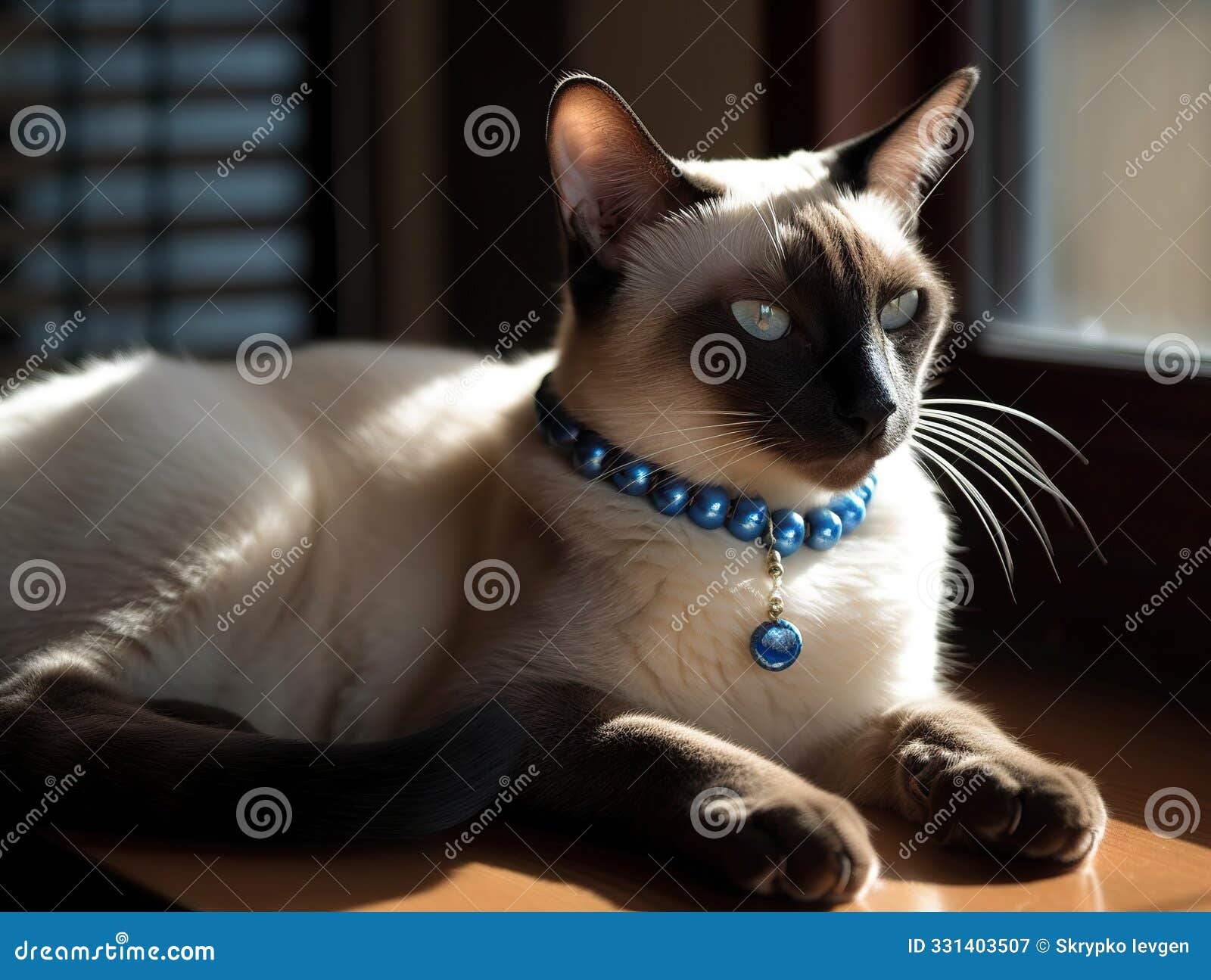 Adorable Siamese Cat In Mini Qipao Costume Playing With Sparklers ...