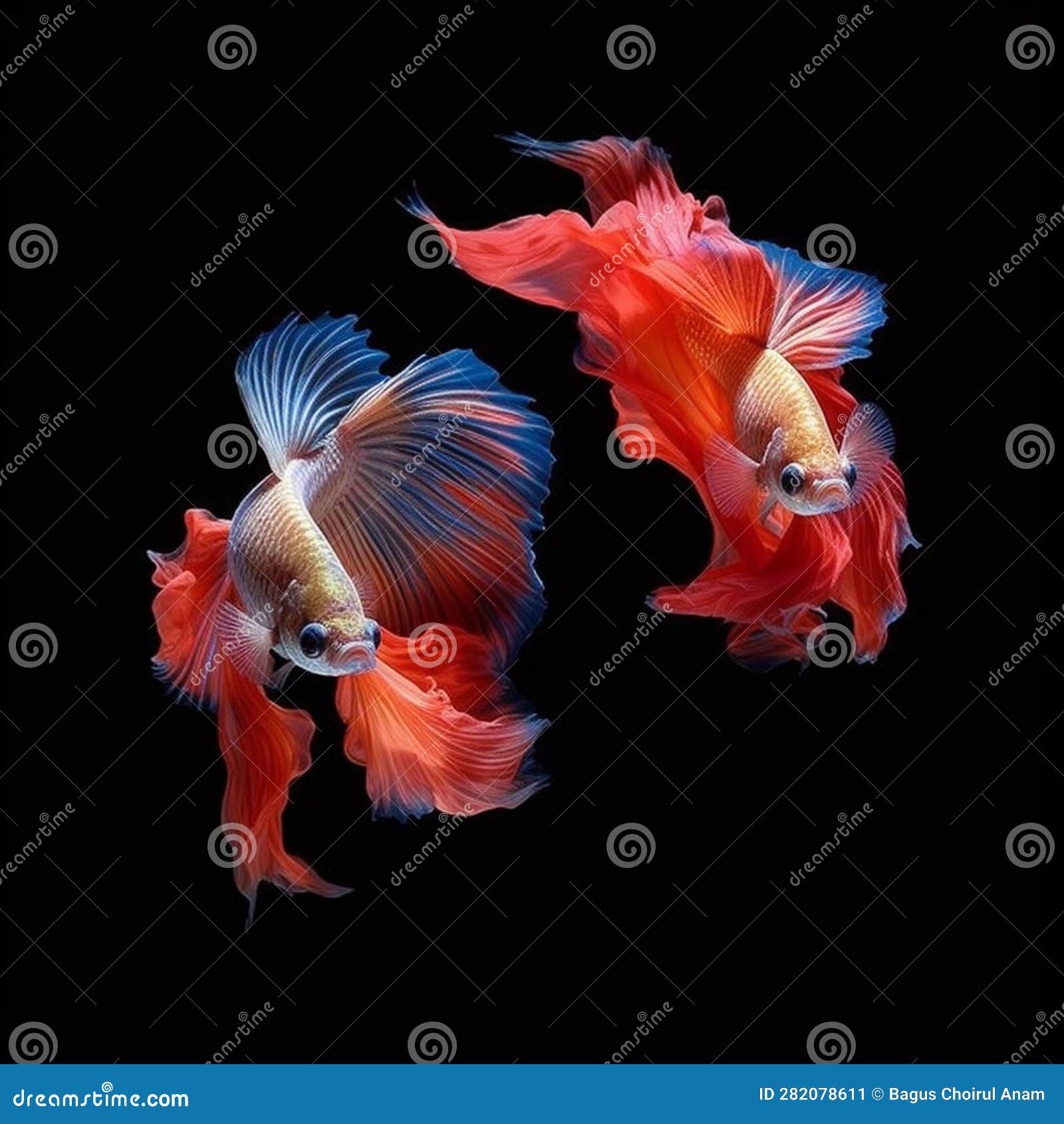 Adorable Siamese Fighting Fish Animation Stock Illustration ...