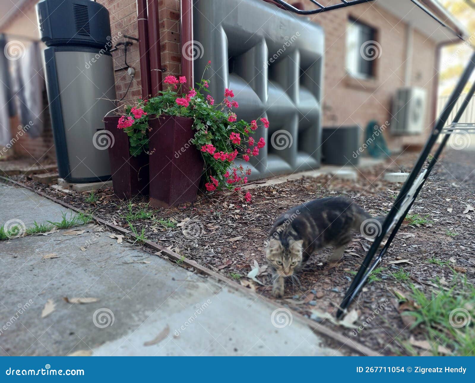 Adorable Siberian Cat Sneaking Stock Photo - Image of yard, animal ...