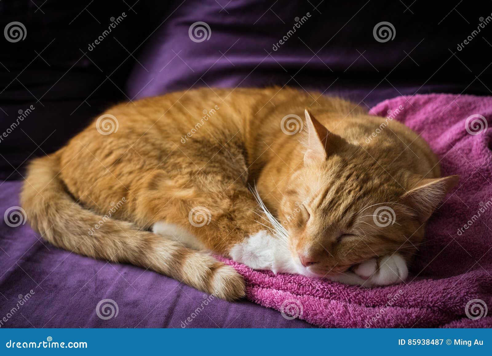 Adorable Sleeping Ginger Cat on the Couch Stock Image - Image of orange ...